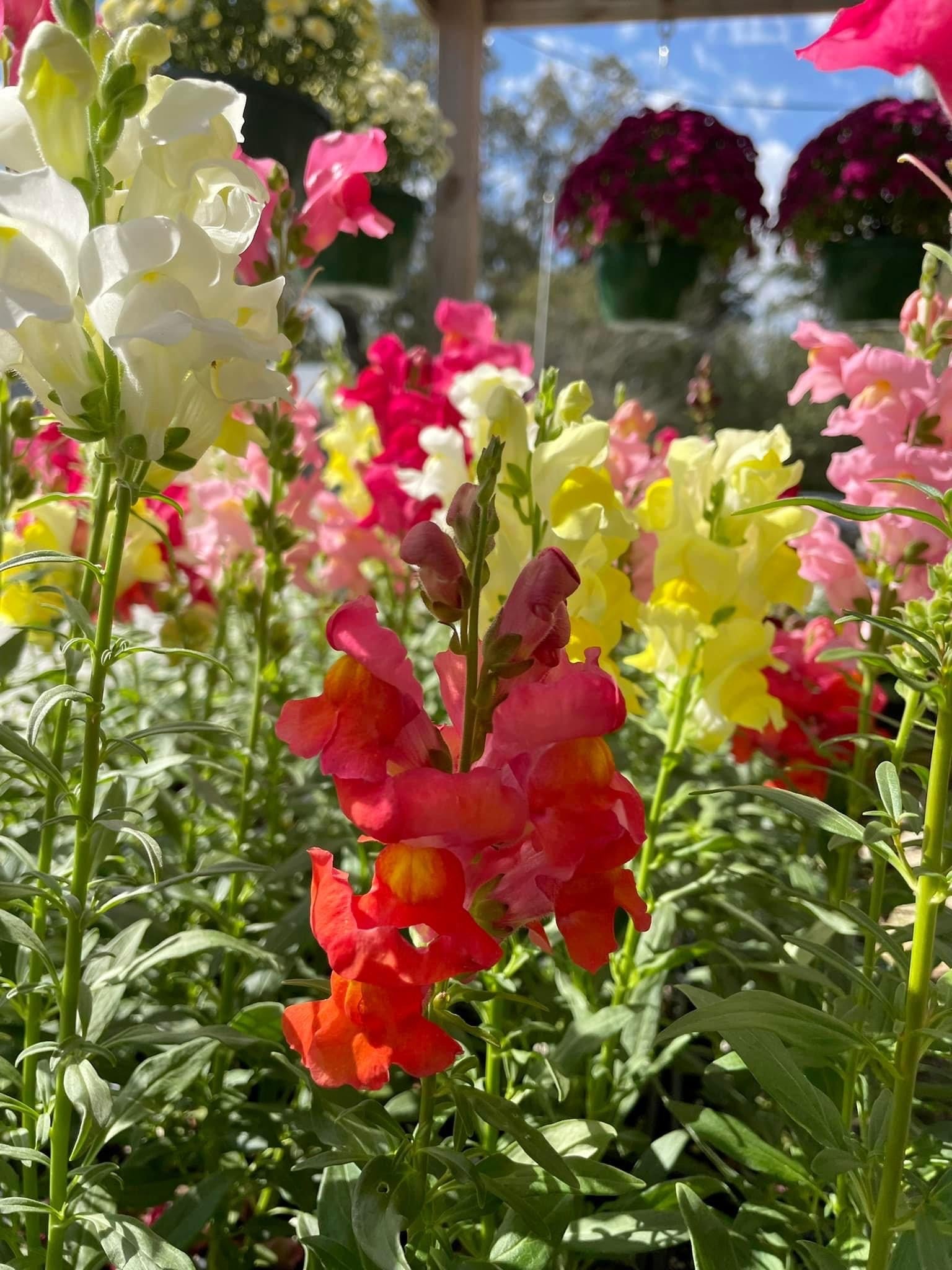Photos – Cheaha Plant Farm