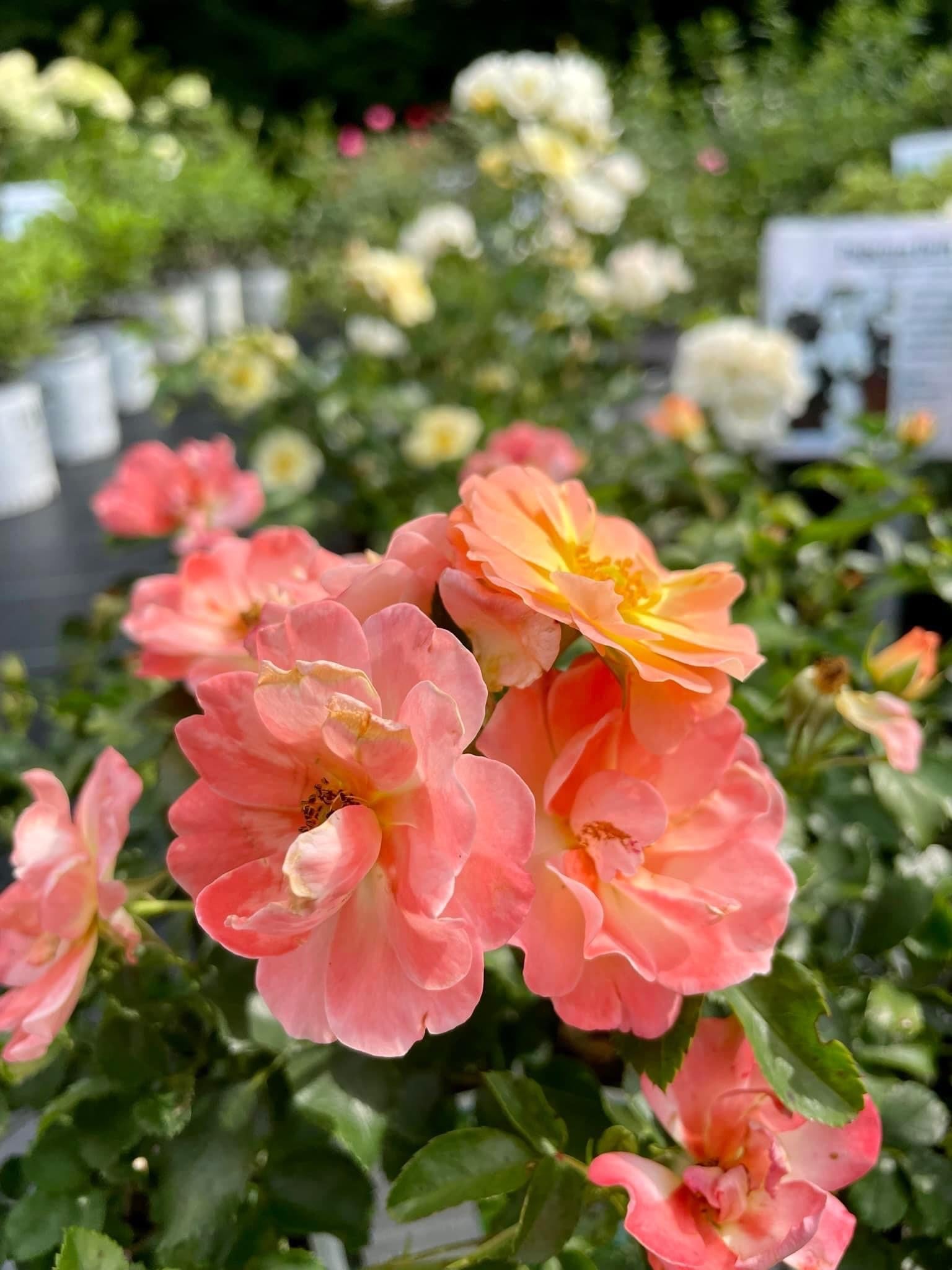 Photos – Cheaha Plant Farm