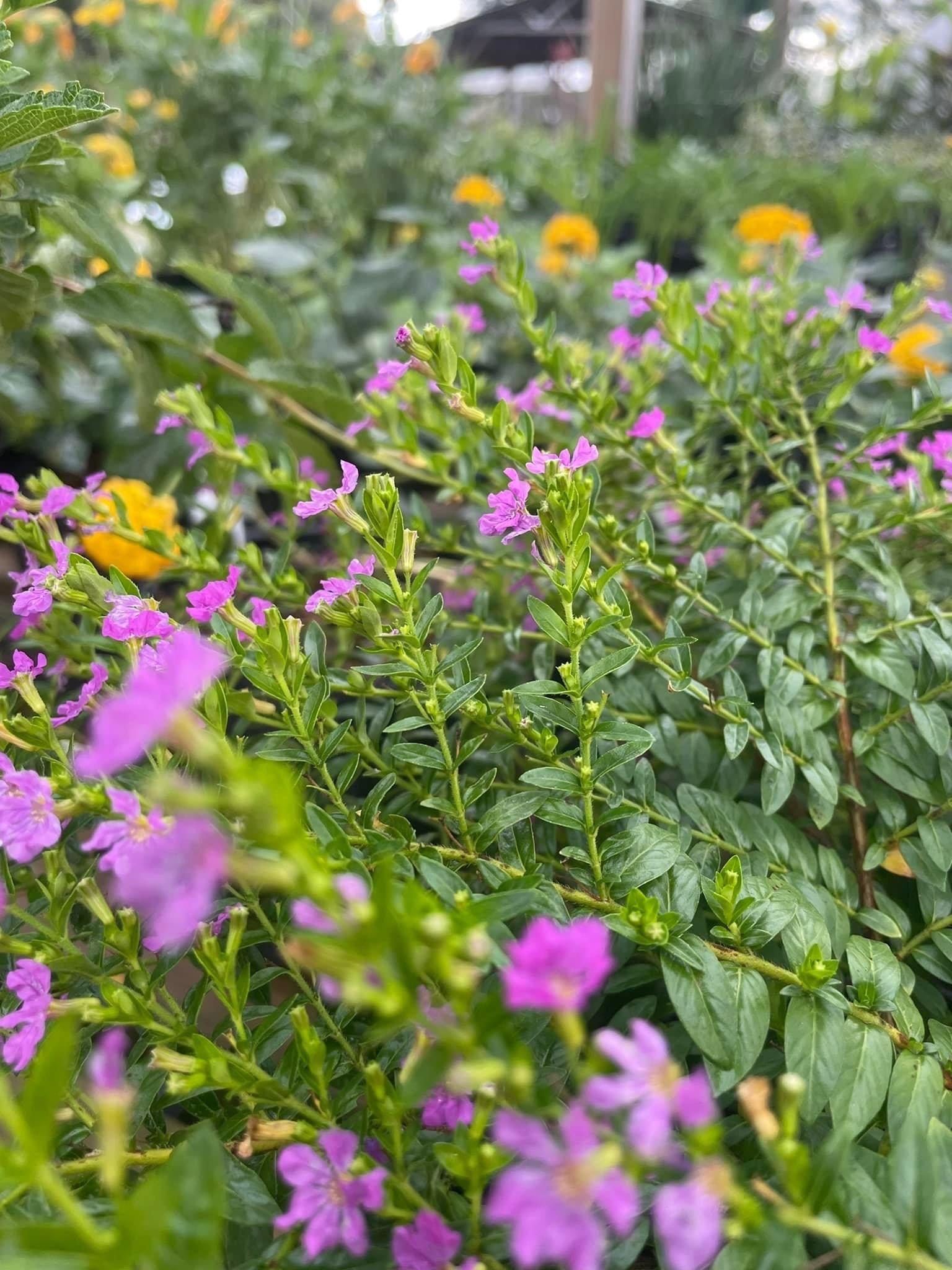 Photos – Cheaha Plant Farm