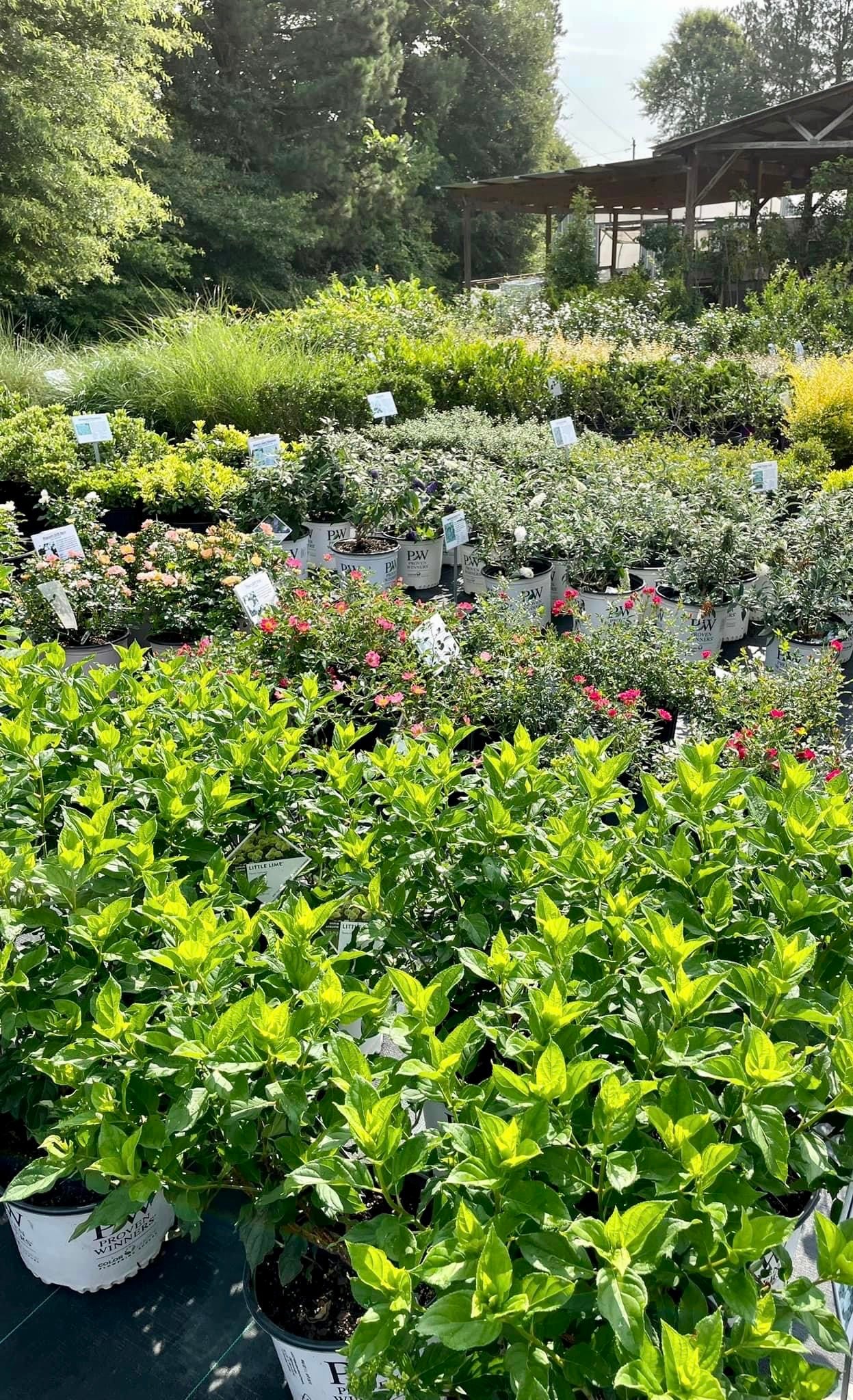 Photos – Cheaha Plant Farm