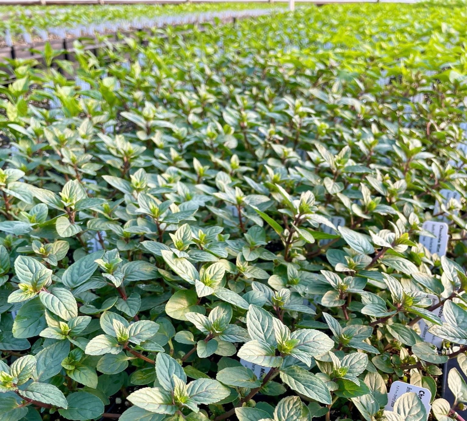 Photos – Cheaha Plant Farm